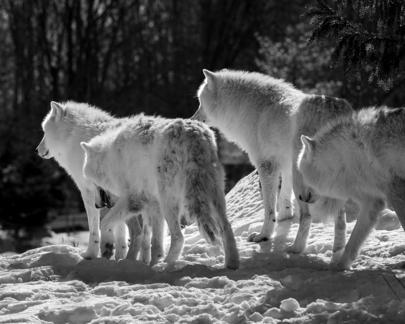 Our Photos – The Ajax Photography Club